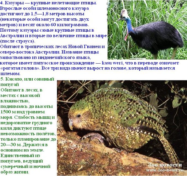 Ответы Mail: СРОЧНО!!! Летают ли Фламинго??? А какие птицы не летают?