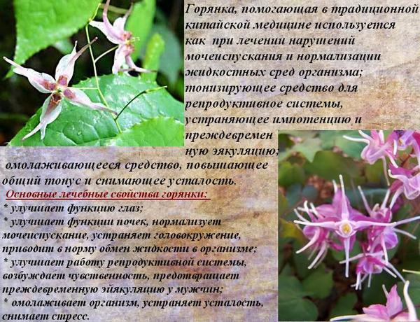 Ответы Mail: Какую траву называют "травой похотливого козла"?